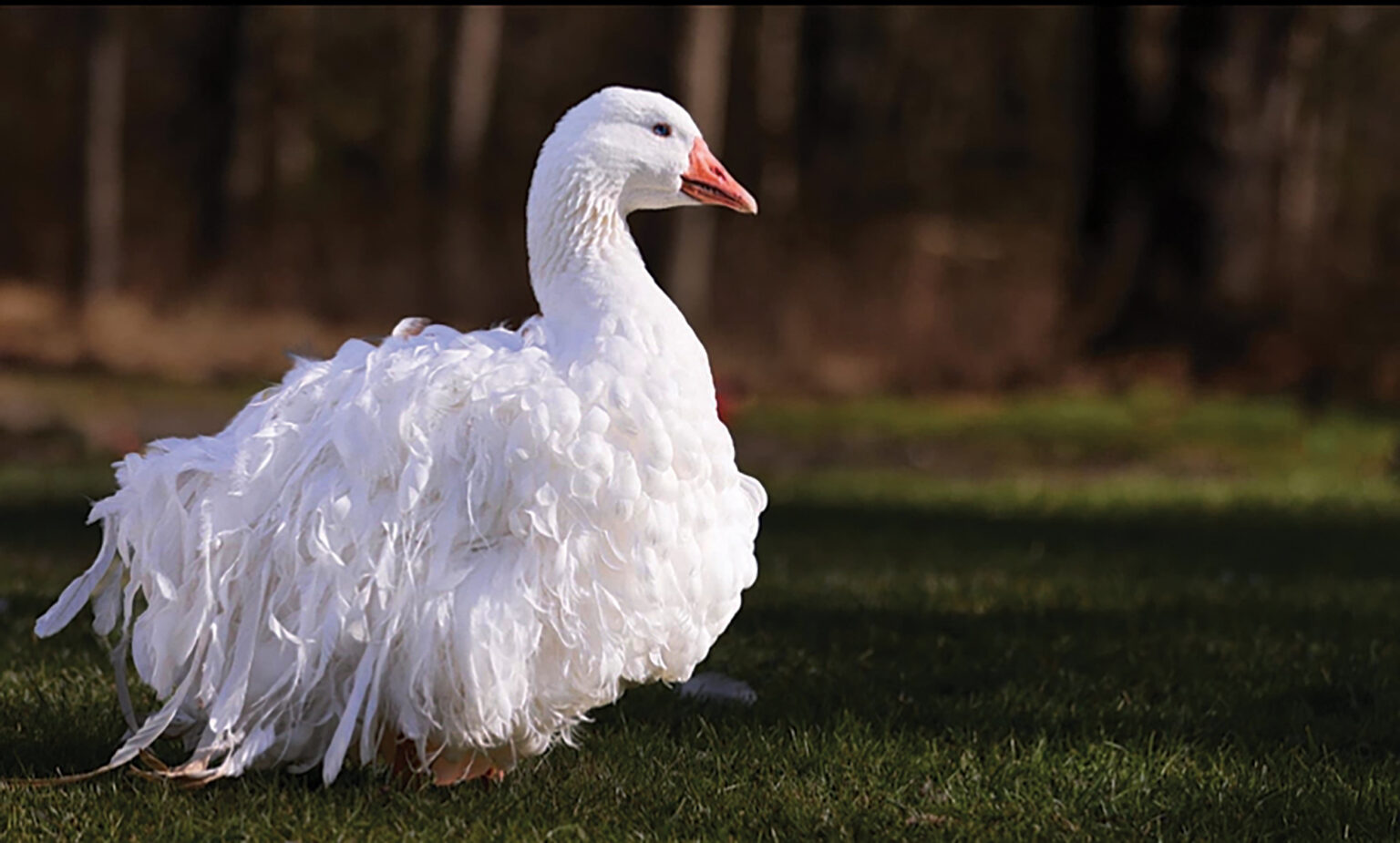 Sebastopol Geese Facts and Breeding History - Backyard Poultry